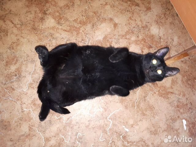 Шоколадный заяц)