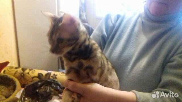 Бенгальская киска