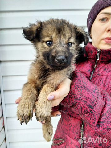 Щенок, мальчик, 1,5месяца