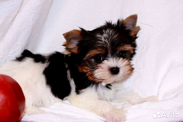 Маленькая принцесса мини