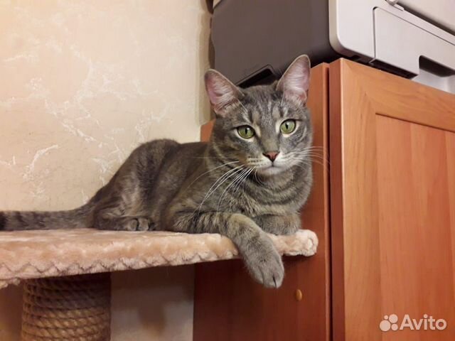 Котофей Тимофей ищет доброго друга)
