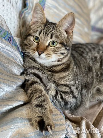 Котенок с необычными пальцами)