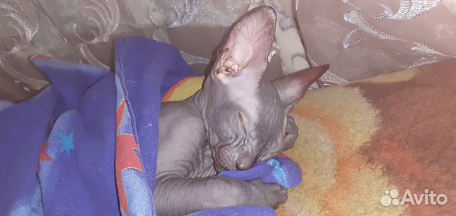 Донской сфинкс