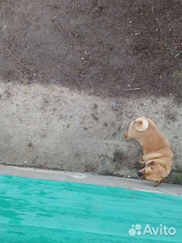 В добрые ручки умная собачка 2 года. Помесь мопса