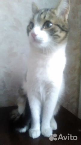 Кот, котик, коты, котики (кошка, кошки)