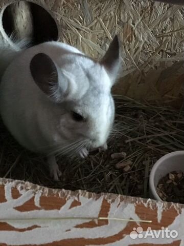 Продам шиншиллу