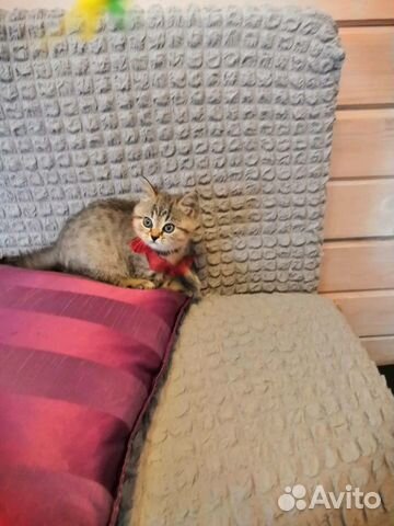 Шотландский прямоухий котёнок