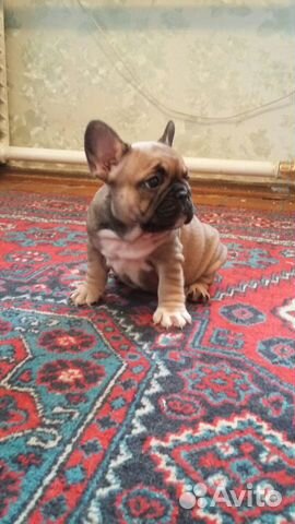 Бульдожки крошки