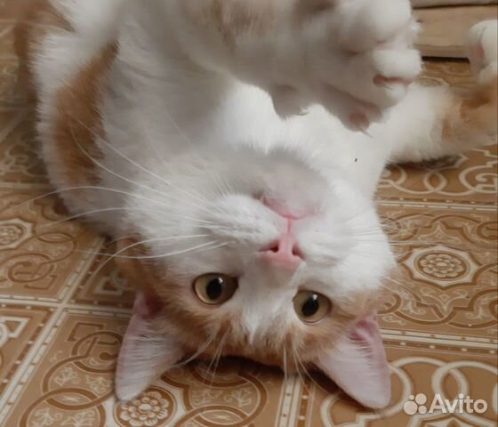 Ищу дом и заботливые руки