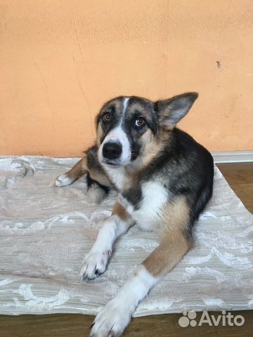 Щенок Барни в добрые руки