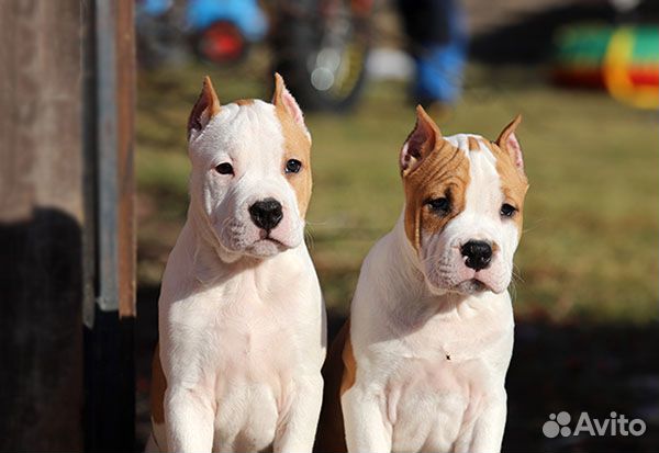 Красивые мальчики амстаффа 2.5 мес