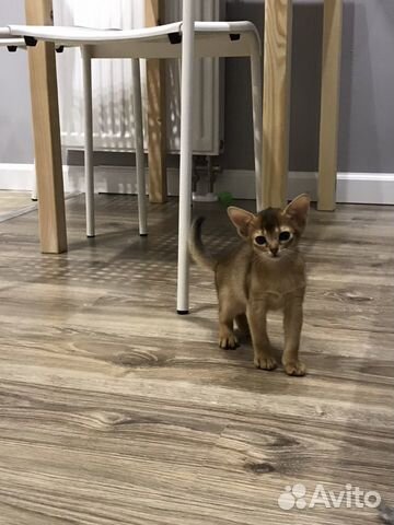 Абиссинский котик