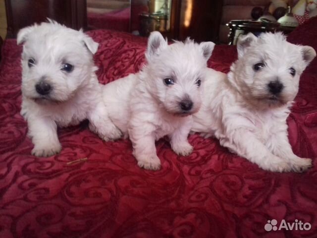 Вест хайленд вайт терьер