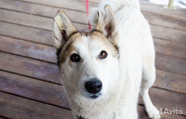 Собака в добрые руки