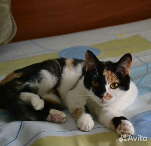 Кошечка в хорошие руки