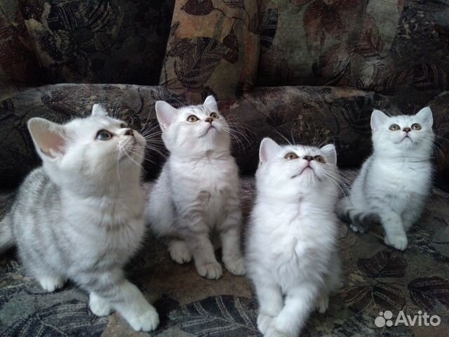Котята британские (окрас вискас)