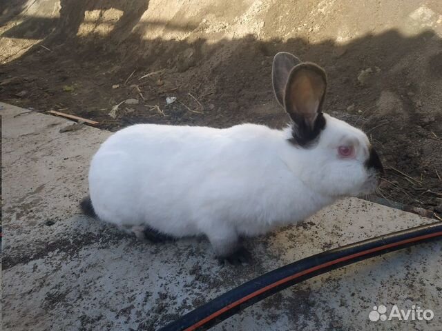 Крольчиха калифорния