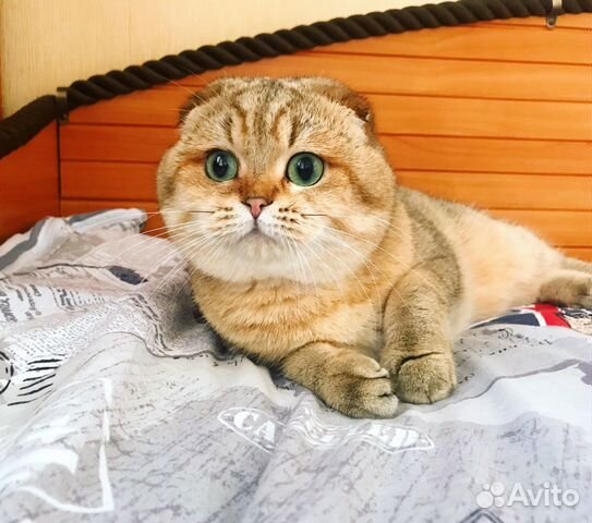 Вязка чемпион окраса ny 11 есть котята