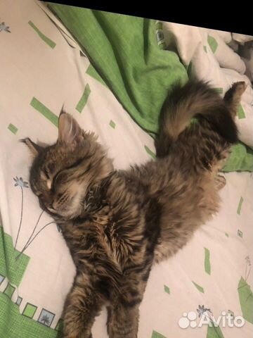 Кошечка, полгода