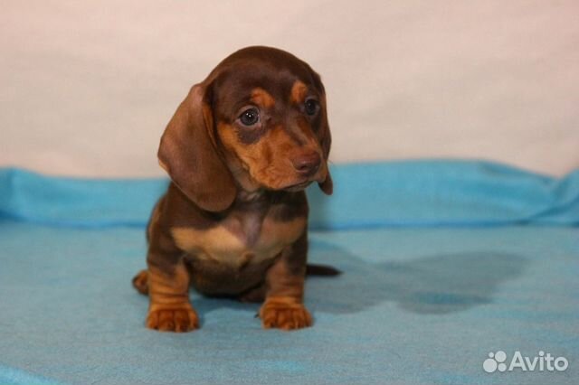 Такса гладкошерстная девочка мини/кроличья