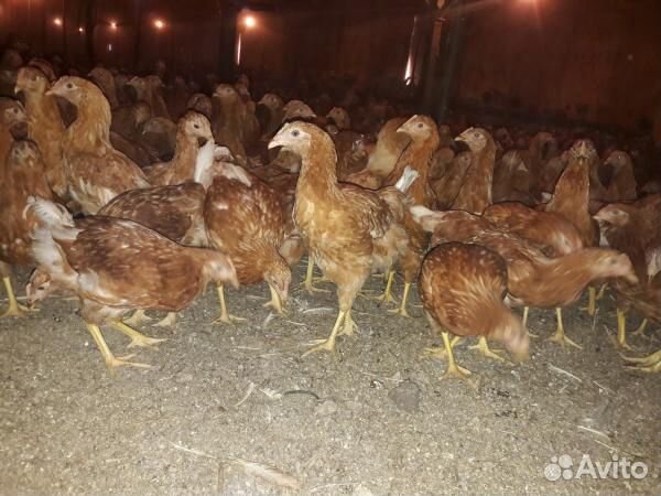 Куры 4,5 месяца. Доставка. Несушки