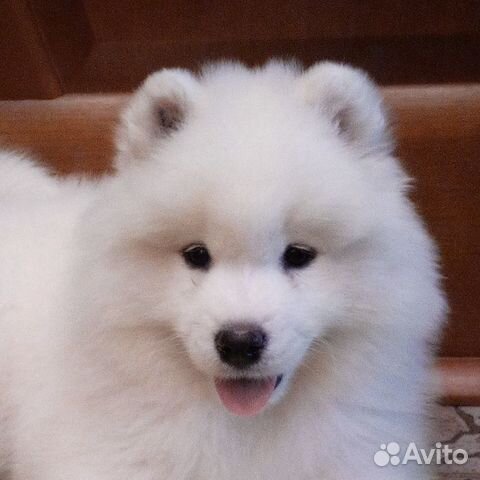 Самоед к 8 марта