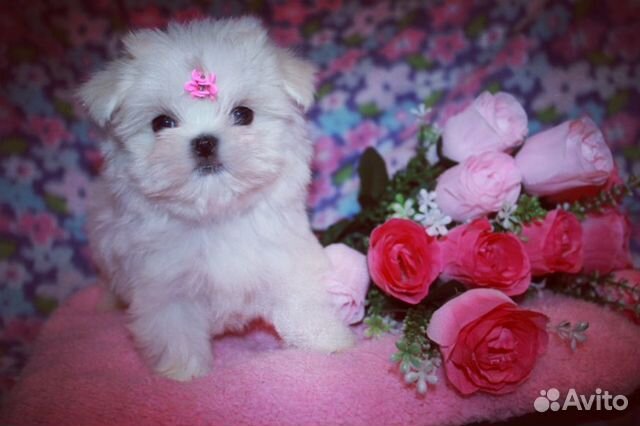 Эксклюзивная малышка мальтезе 2 мес