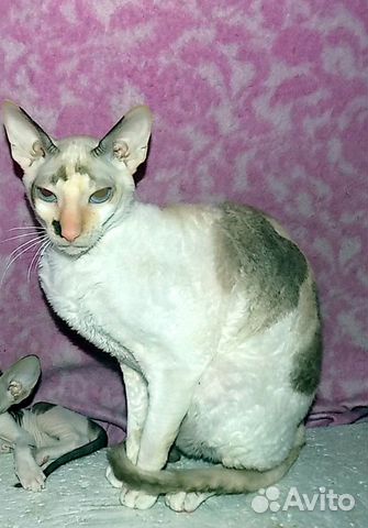 Очаровательная корниш-рекс