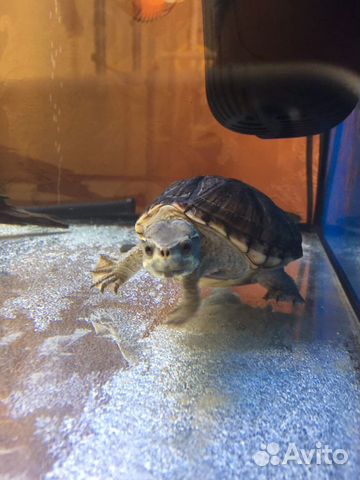 Черепаха мускусная