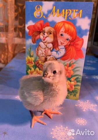 Цыплята орпингтон лаванда