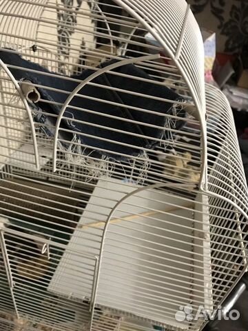 Крысы, Клетка, аксессуары