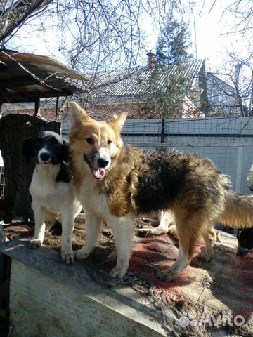 Собака, плюшевый Бос