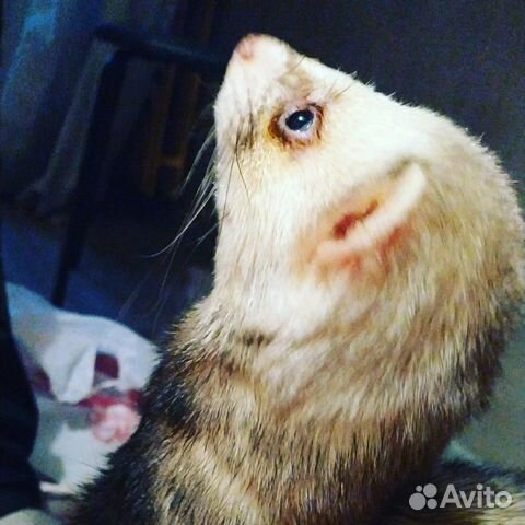 Вязка хорек