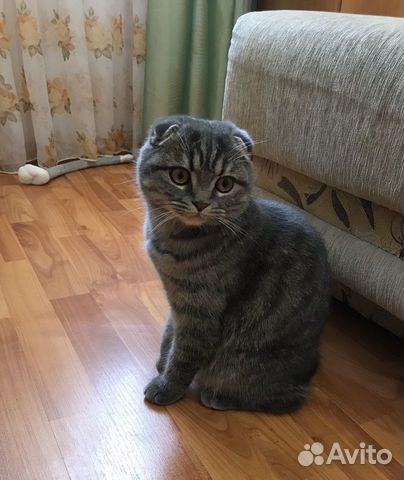 Шотландская