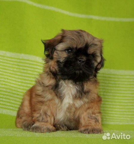 Красотка ши тцу