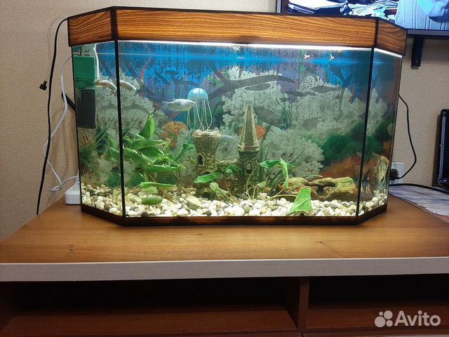 Аквариум со всем содержимым