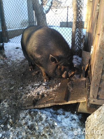 Вьетнамский хряк