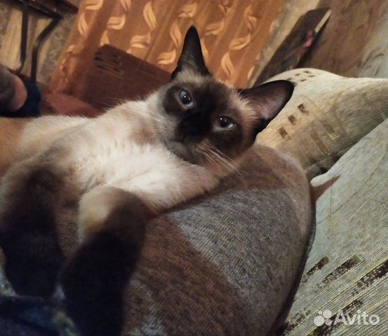 Тайские котята