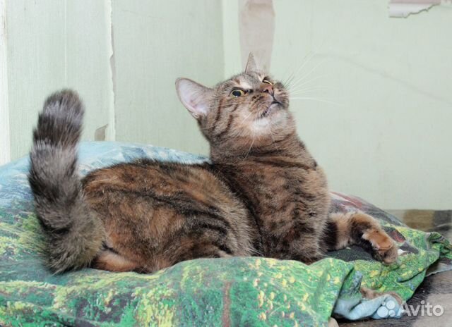 Ласковая молодая Белочка