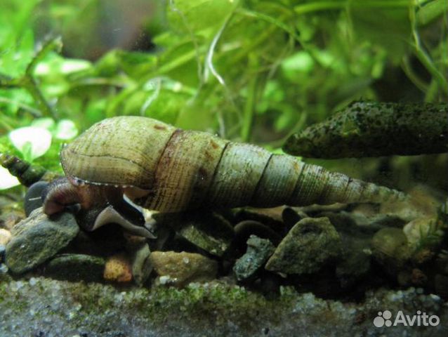 Улитки мелании