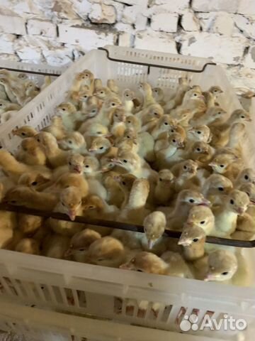 Индюшата суточные(опт и розница)