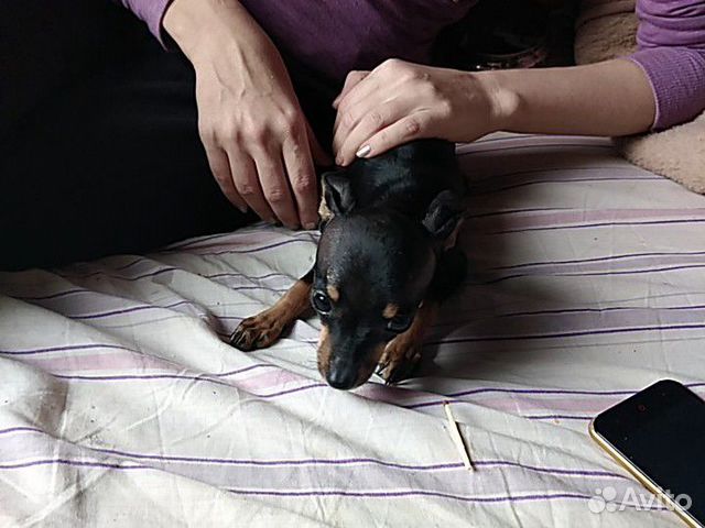 Той-терьйер 3 мес