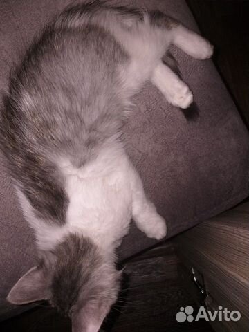 Котенок полубенгал