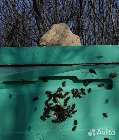 Пчелосемьи