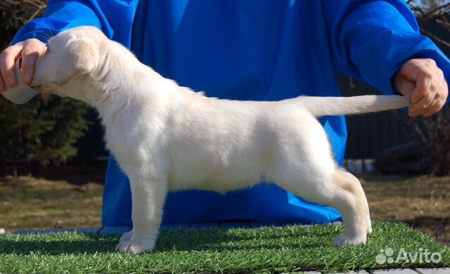 Лабрадор палевый мальчик 1,5 мес РКФ