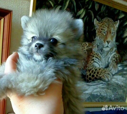 Шпиц мишки и лисичка