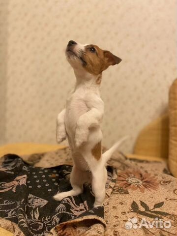 Крохотная девочка щенок джек рассел терьер