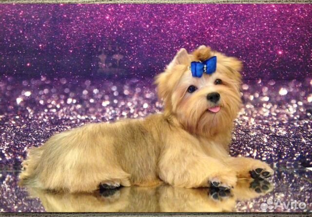 Йорки эксклюзивных окрасов