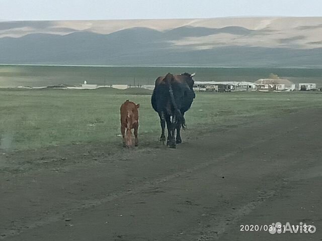 З коровы с телятами