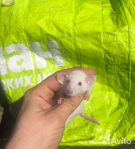 Крысята малыши дамбо